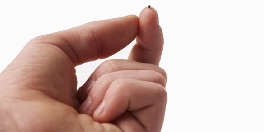 ¿Sabes cómo es un grano de mostaza? - Misioneros Digitales Católicos MDC