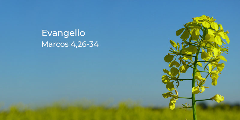 Marcos 4,26-34 - Misioneros Digitales Católicos MDC