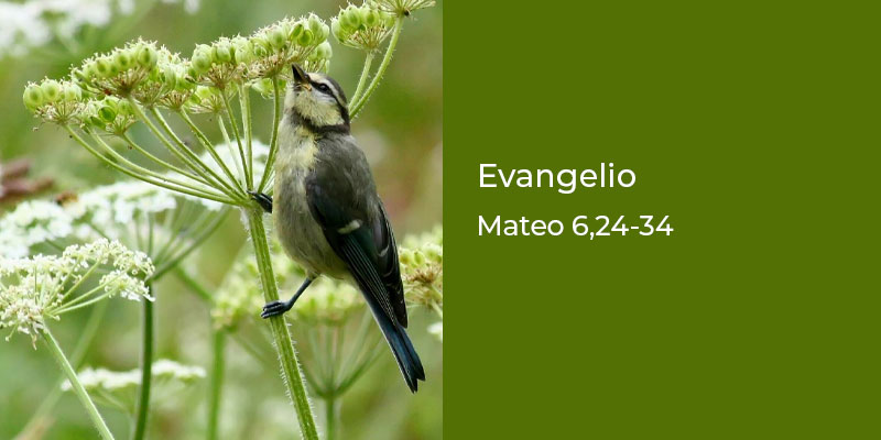 Mateo 6,24-34 - Misioneros Digitales Católicos MDC