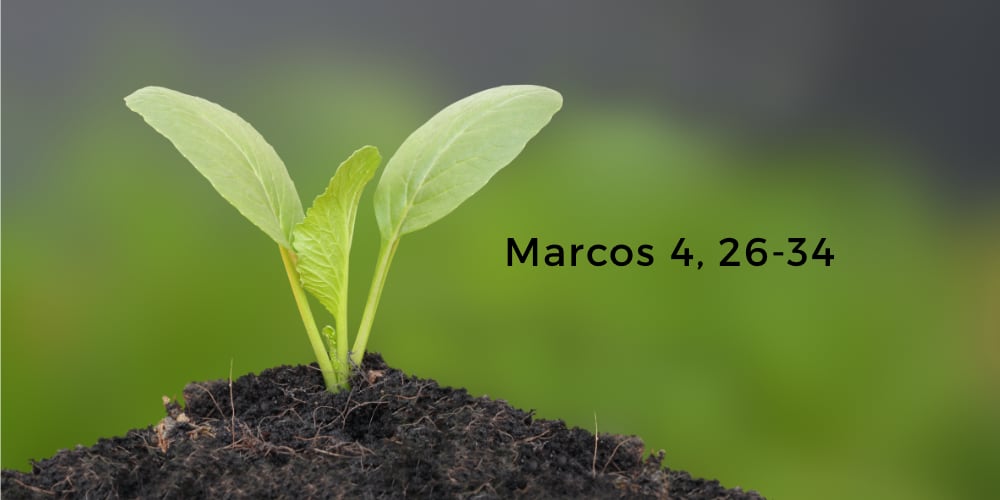 Marcos 4,26-34 - Misioneros Digitales Católicos MDC